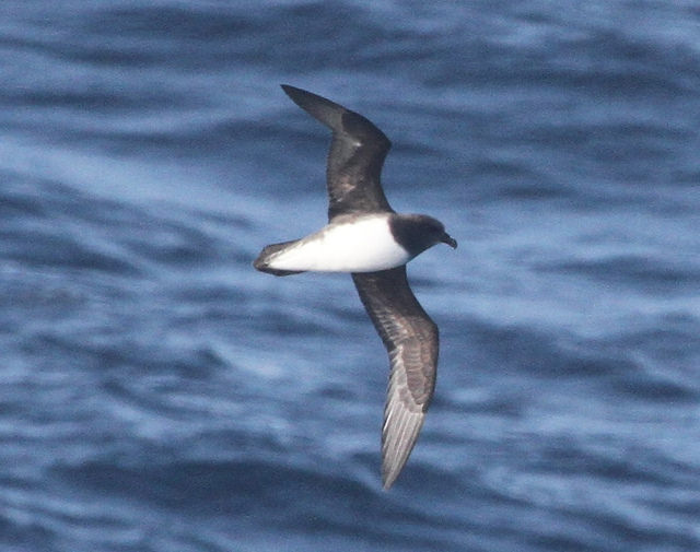 Chatham Island taiko | Tāiko | New Zealand Birds Online