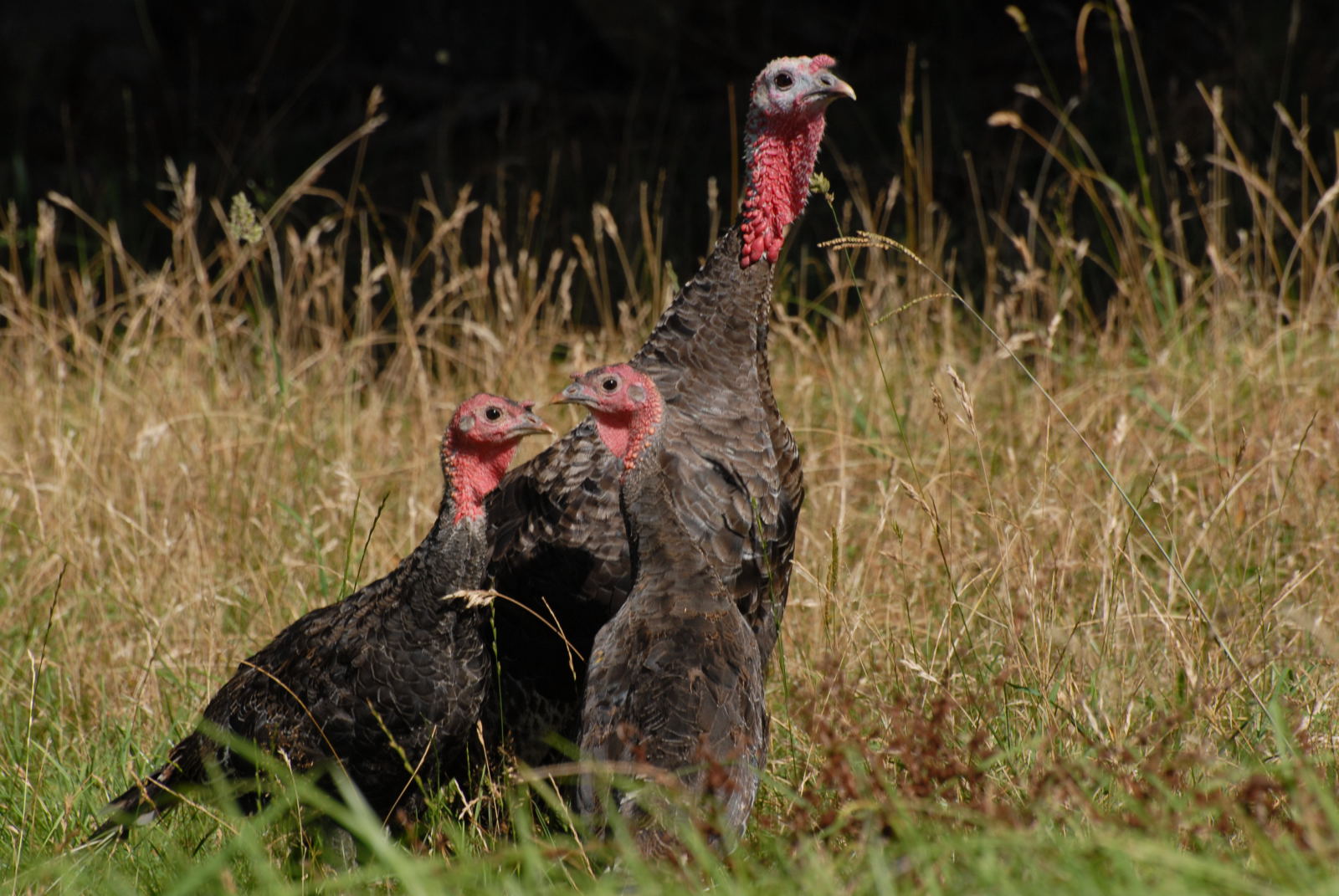 Wild turkey | Korukoru | New Zealand Birds Online