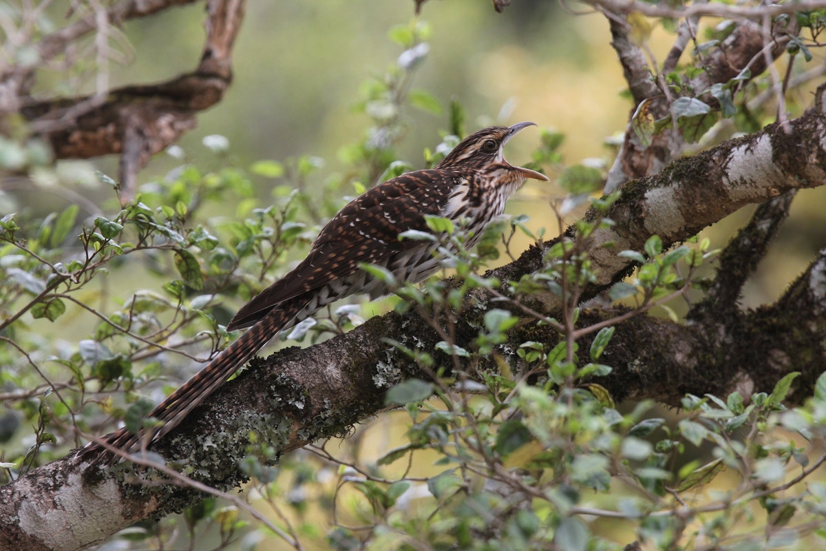 Long Tailed Cuckoo Koekoeā New Zealand Birds Online