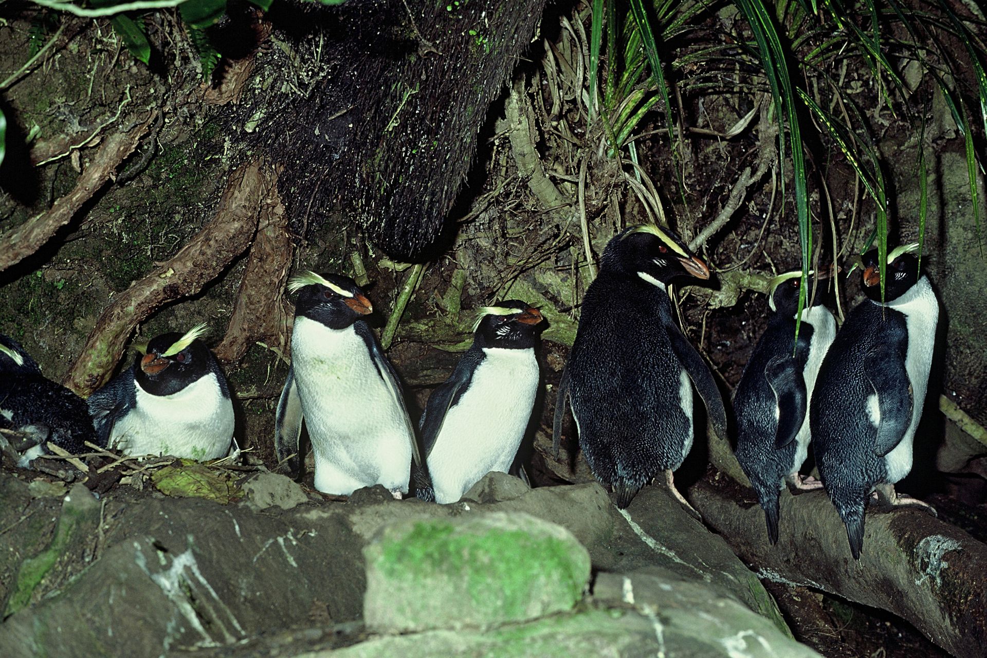 Fiordland crested penguin | Tawaki. Adult group at night. Jackson Head ...