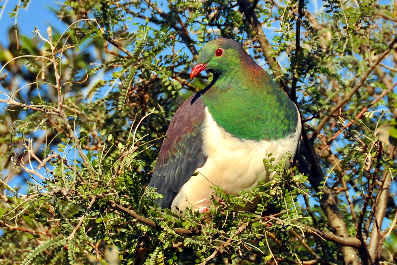 Kererū | New Zealand pigeon | New Zealand Birds Online