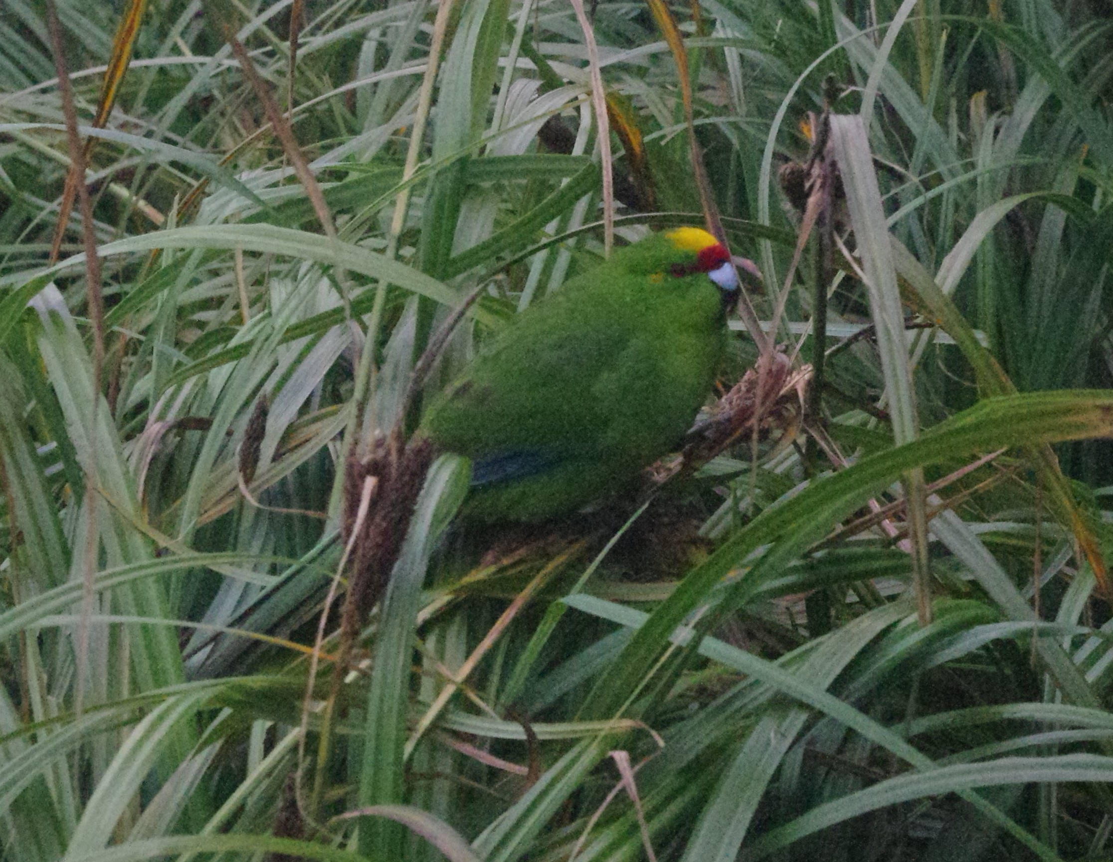 Yellow-crowned parakeet | Kākāriki. Adult (with some red-crowned ...