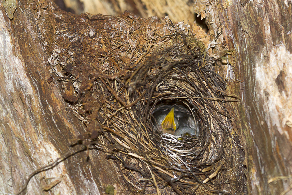 Rifleman | Tītitipounamu. North Island rifleman nest with chicks ...